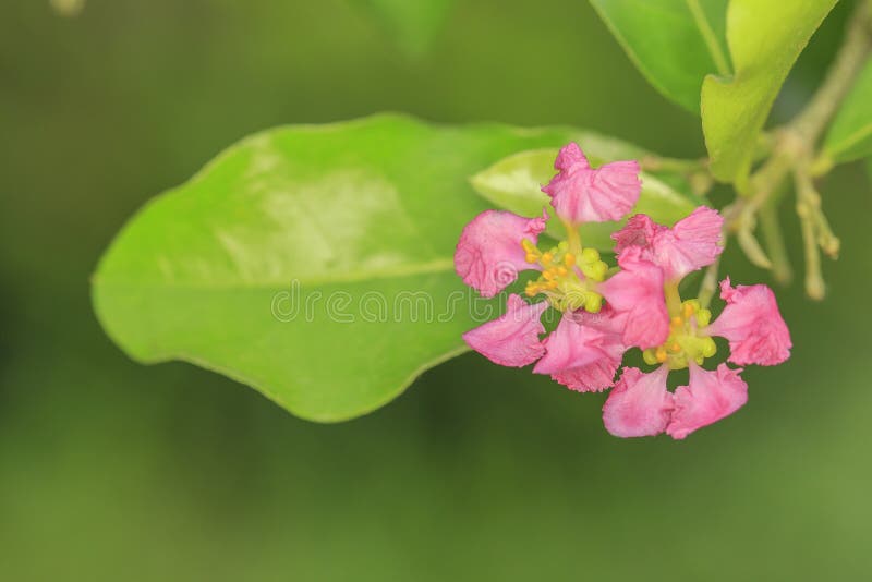Closeup of Beautiful Orchard of Pink Cherry Blossoms Stock Image ...