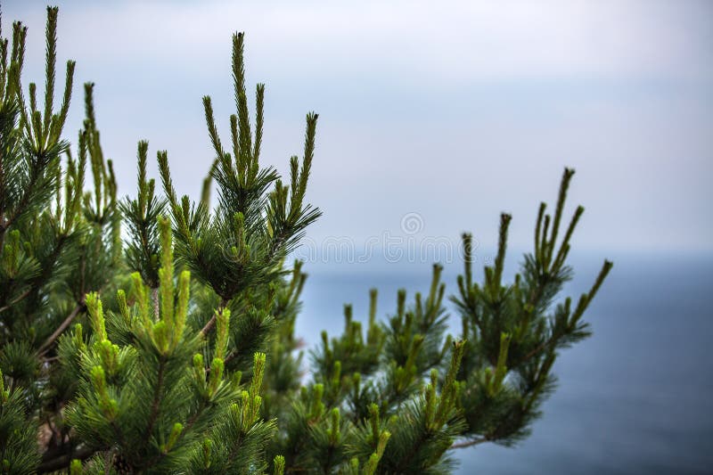 Closeup of a Beautiful Pine Tree with Ocean in the Background Stock ...