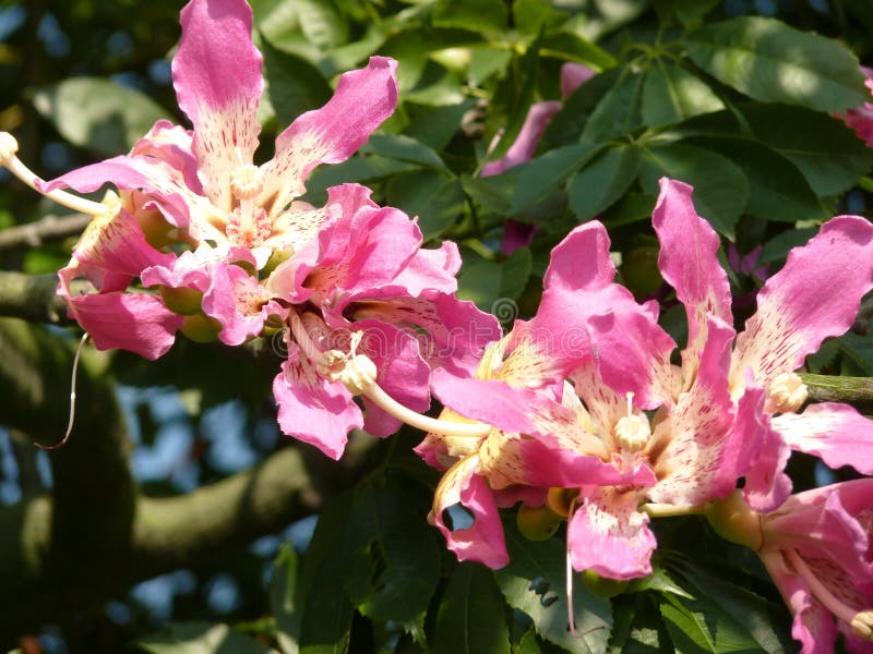 Closeup of Beautiful Pink Floss Silk Tree Surrounded by Greenery Stock ...
