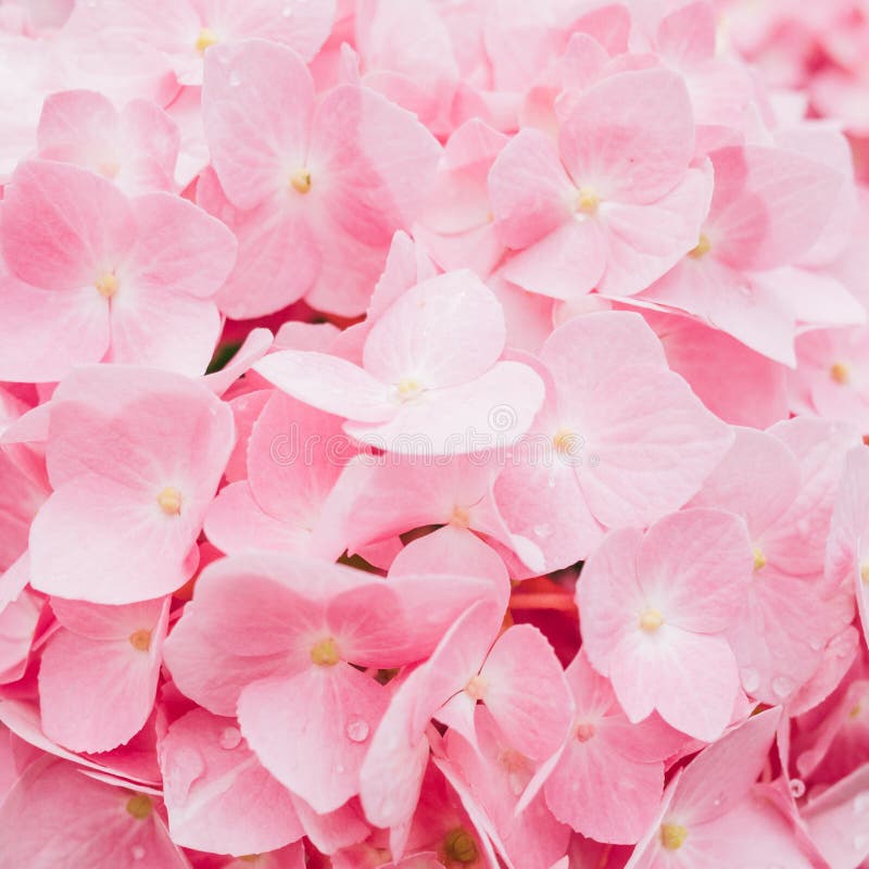 Pink Hydrangea / Hortensia Flower Background Stock Photo - Image of ...