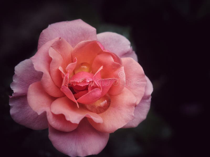 Closeup of a Beautiful Pink Rose with Water Drops on Dark Background ...