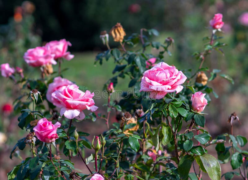 Closeup of Beautiful Pink Roses Growing in a Garden Stock Image - Image ...