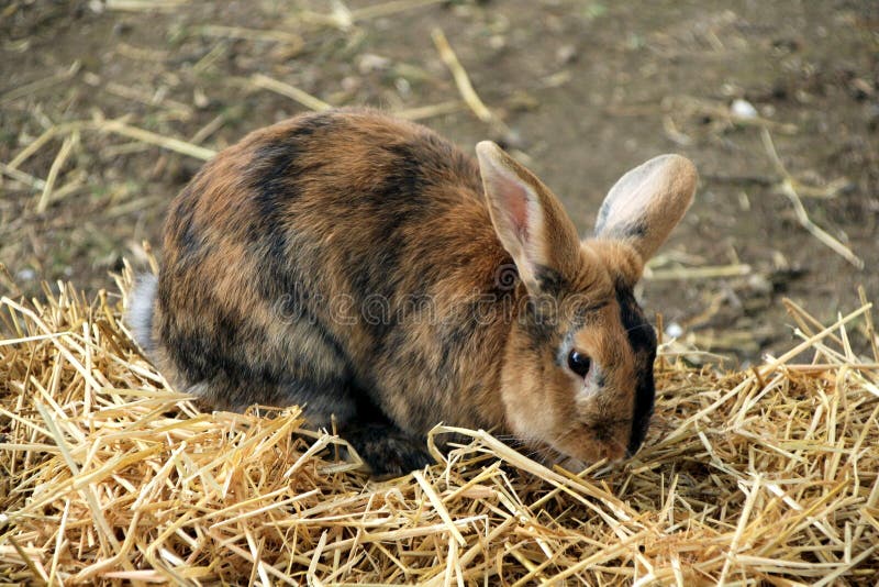 Rabbit,a Rabbit in His Enclosure in Summer Stock Photo - Image of ...