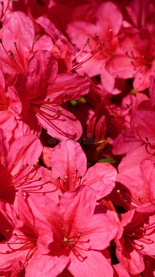 Beautiful Red Azaleas in the Spring Sunshine Stock Photo - Image of ...
