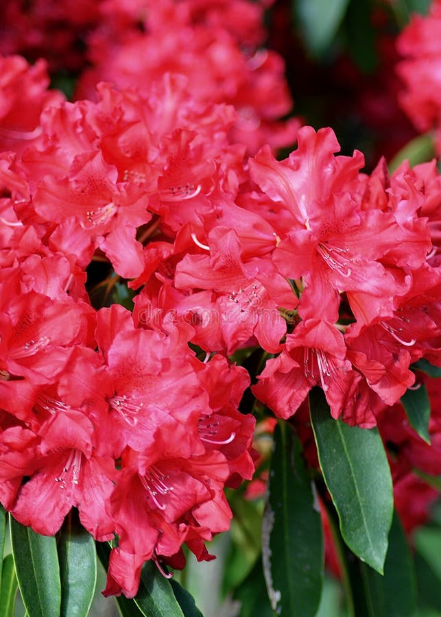 A Closeup of Beautiful Red Blooms in the Garden Stock Photo - Image of ...