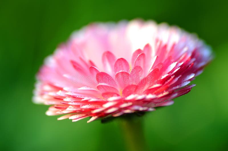 Closeup of Beautiful Red Daisies Stock Photo - Image of life, blooming ...