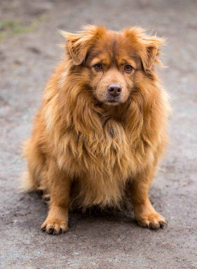 Closeup of Beautiful, Red Dog Sitting on the Road Stock Image - Image ...