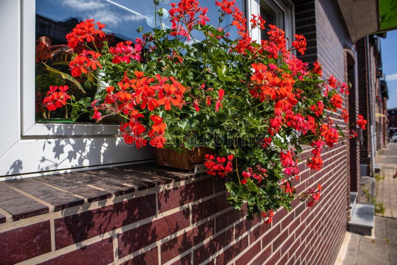 Closeup of Beautiful Red Flowering Plants in Front of the Window of a ...