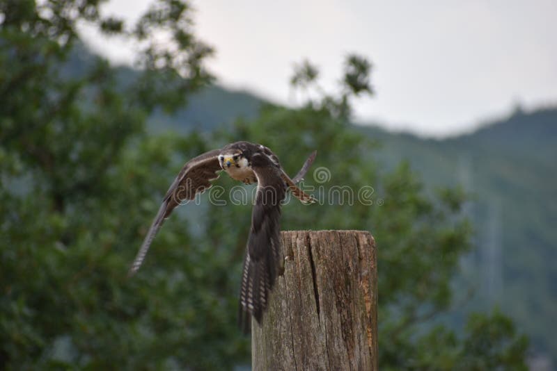 Closeup of a Beautiful Red Kite Flying from a Tree Trunk in Germany ...