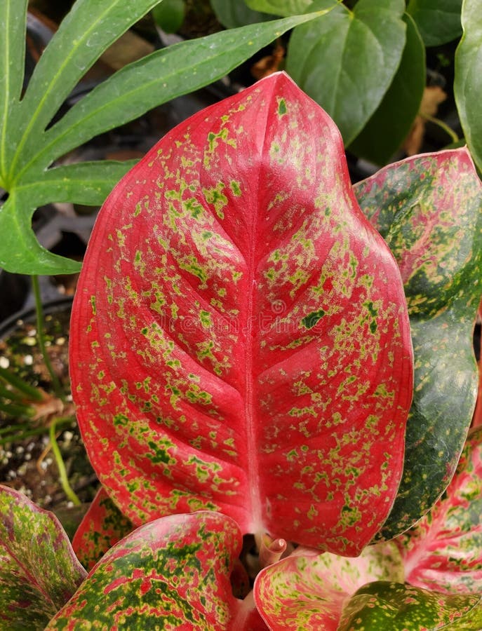 Closeup of a Beautiful Red Leaf of Aglaonema Hybrid Stock Photo - Image ...