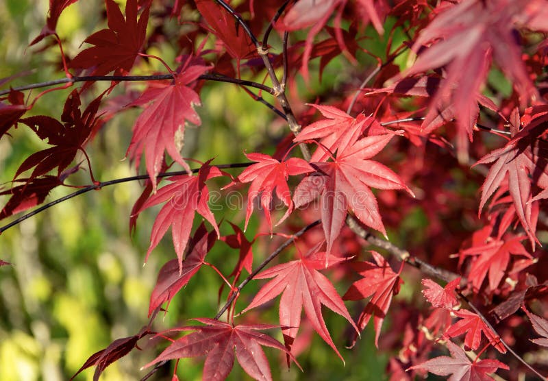 Beautiful Red Leaf of a Japanese Maple Tree Stock Photo - Image of acer ...