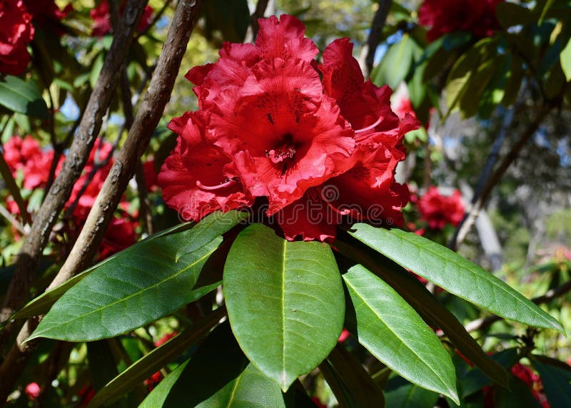 Beautiful Red Rhododendron Blooms in the Spring Sunshine Stock ...