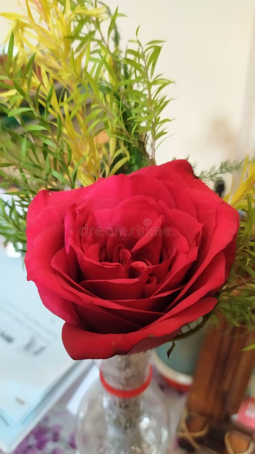Beautiful Red Rose on the Study Table. Stock Photo - Image of bouquet ...