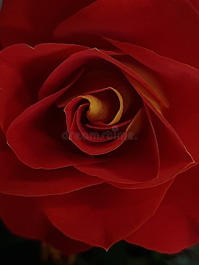Closeup on a Beautiful Red Rose, Isolated, Front View. Stock Image ...