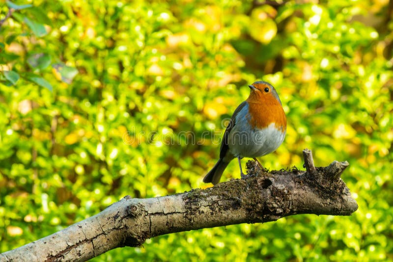 Closeup of a Beautiful Robin Bird Perching on a Tree Branch in a Park ...