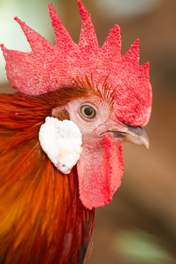Closeup of Beautiful Rooster Stock Photo - Image of beautiful, bright ...