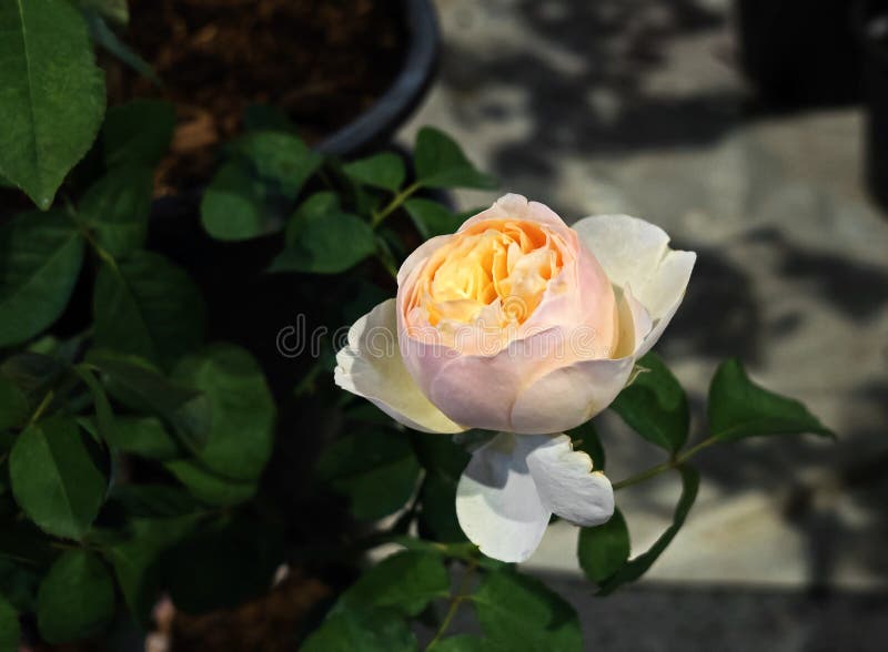 Beautiful Yellow Flowers with Viridian Blue Leaves Stock Image - Image ...