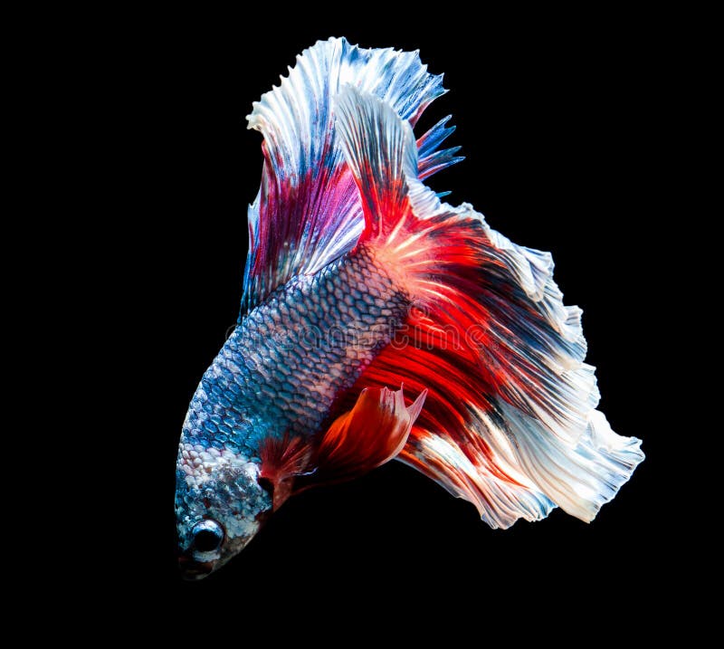 Closeup Beautiful Siam Fighting Fish Stock Image - Image of domestic ...