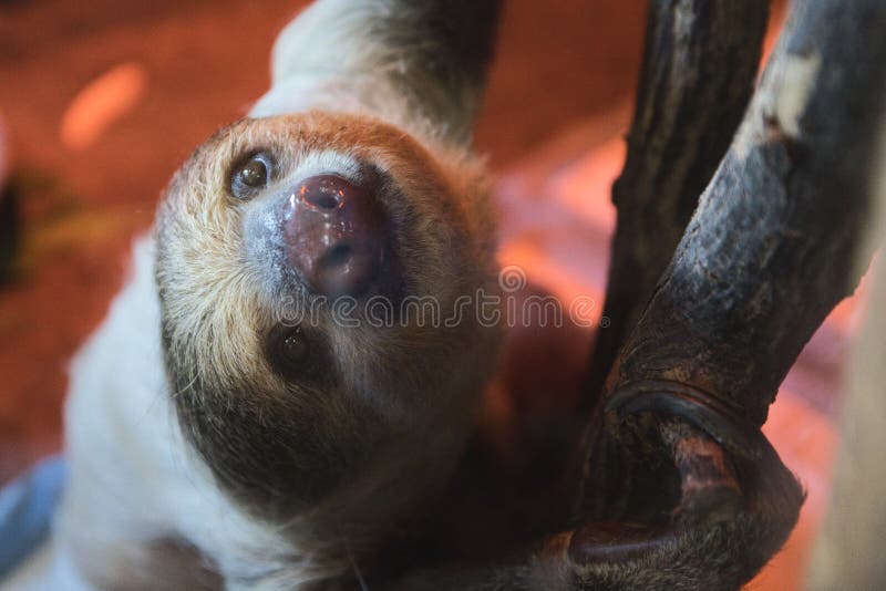 Closeup of a Beautiful Sloth Looking at the Camera Stock Image - Image ...