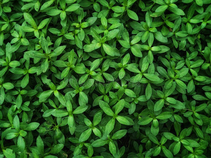 Closeup of Beautiful Small Leaves of a Shrub Plant in the Wild Stock ...