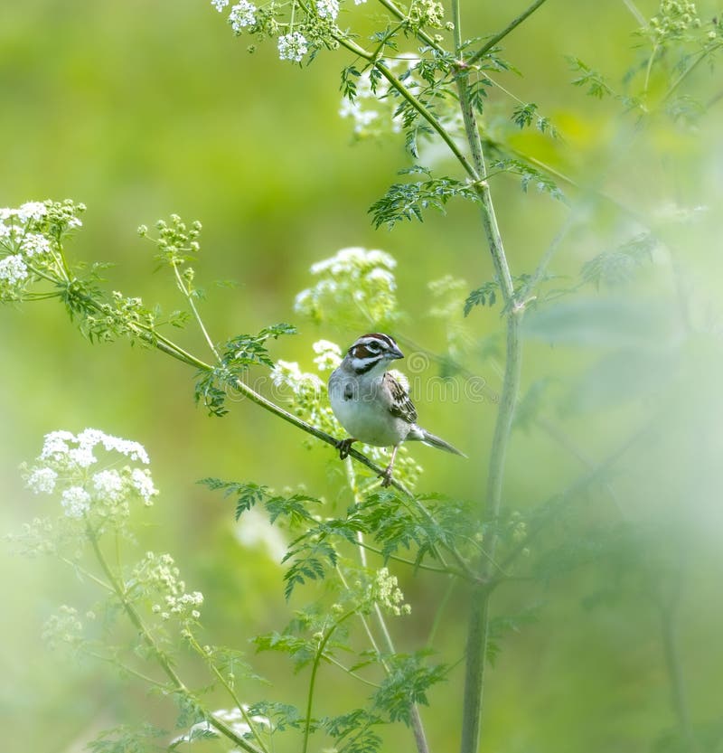 Closeup of a Beautiful Sparrow Bird on a Tree Branch Stock Image ...