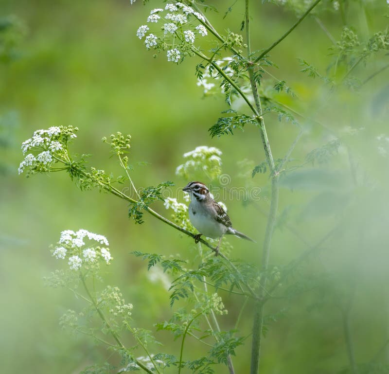 Closeup of a Beautiful Sparrow Bird on a Tree Branch Stock Photo ...