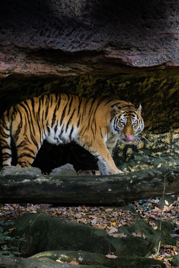 Closeup of a Beautiful Sumatran Tiger, a Vertical Shot Stock Photo ...
