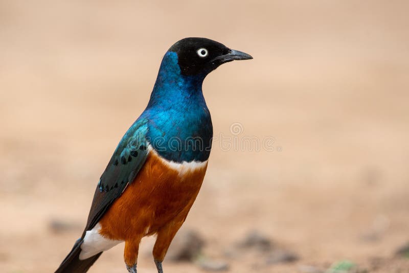 Closeup of a Beautiful Superb Starling with Bright Blue and Red Plumage ...