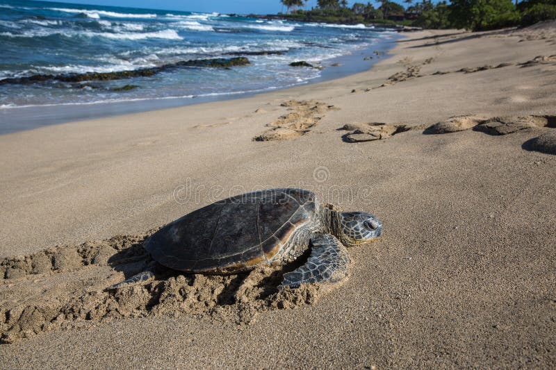 Closeup of a Beautiful Turtle Relaxing on a Sandy Beach during Sunrise ...