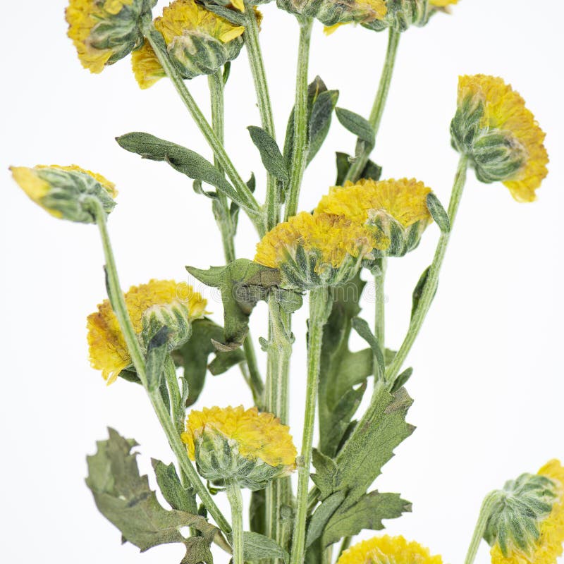 Beautiful Assorted Pressed Flowers Stock Image - Image of blossom ...