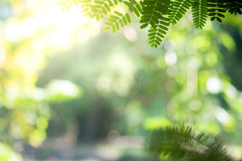 Blurred Background Greenery Foliage Stock Photos - Download 5,231 ...