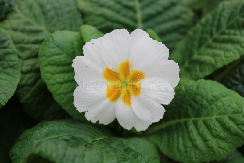 Closeup of a Beautiful White Primrose Flower in a Garden Stock Photo ...