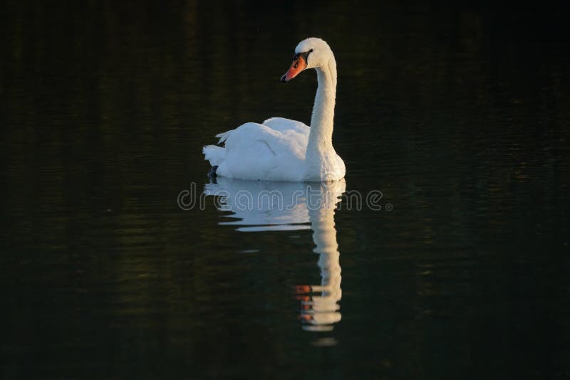 Closeup of a Beautiful White Swan Sitting in a Lake Stock Image - Image ...