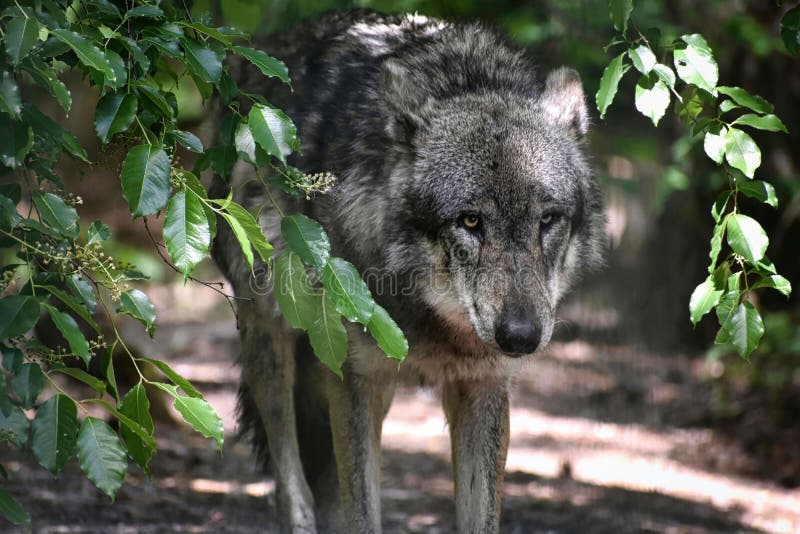 Closeup of a Beautiful Wolf in a Forest Stock Image - Image of nature ...
