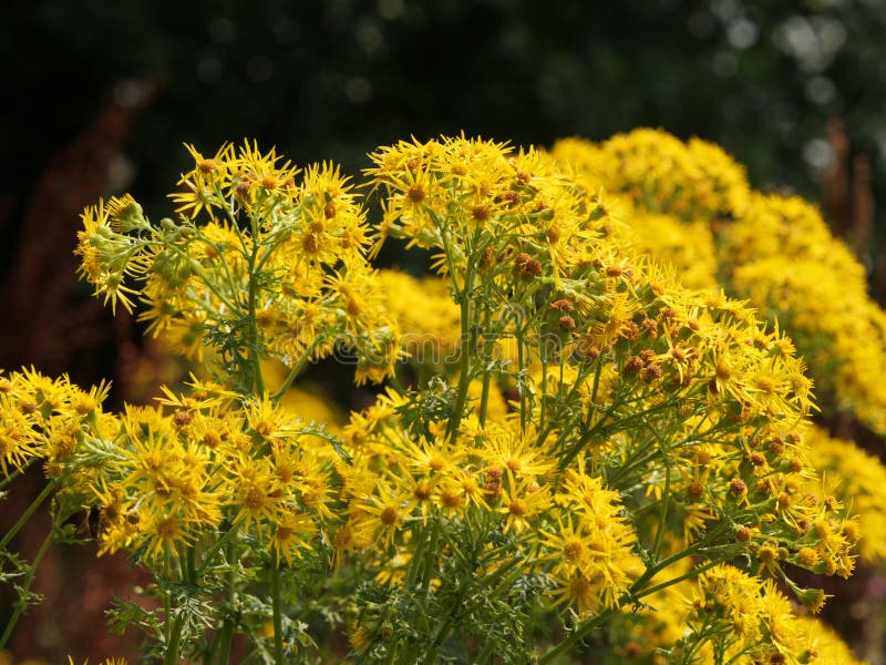 Closeup of Beautiful Yellow Groundsel Flowers during Daylight Stock ...