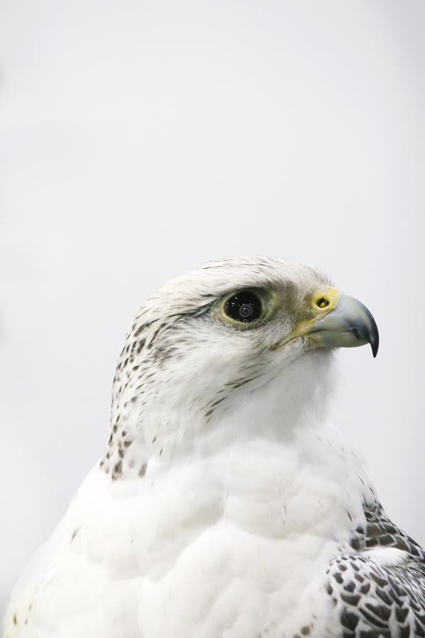Closeup of a Beautiful Young Gyrfalcon Stock Photo - Image of american ...