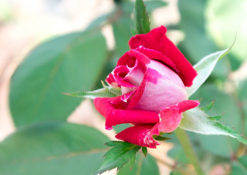 Closeup Beautiful Young Red Rose in Garden, Selective Focus Stock Photo ...