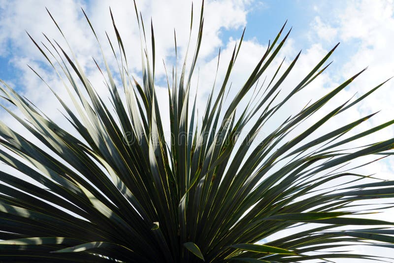 Closeup of a Beautiful Yucca Capensis Plant Stock Photo - Image of ...