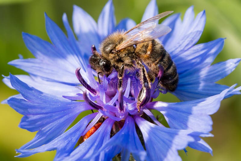 A Bee Collecting Nectar on a Blue Flower Stock Photo - Image of small ...