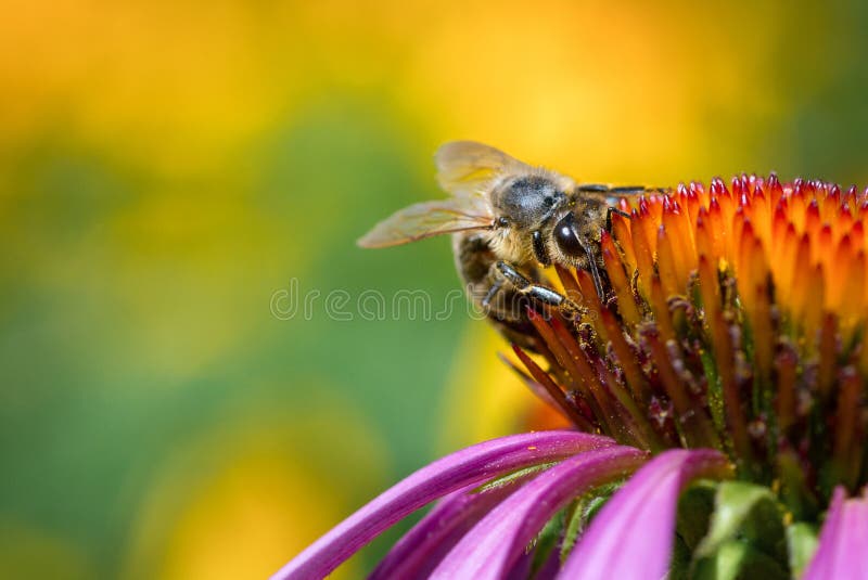 Closeup Bee on Cone Flower. Macro Stock Photo - Image of insect ...