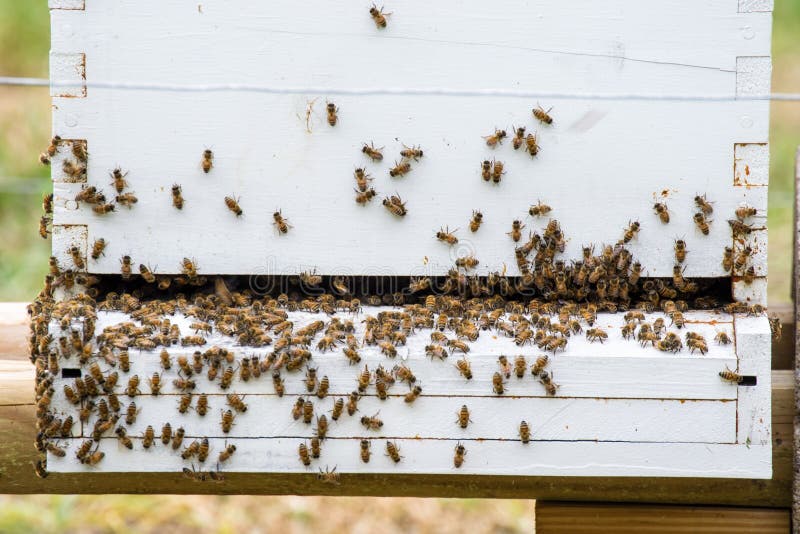 Closeup of a Bee Hive stock image. Image of hexapod, colony - 57193589