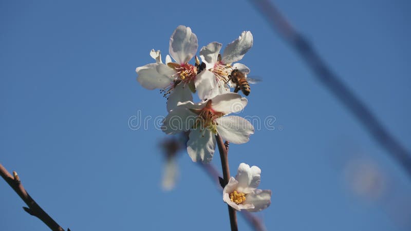 Closeup of Bee Hovering Around a Flowering Tree Branch Against Blue Sunny Sky Background Stock ...