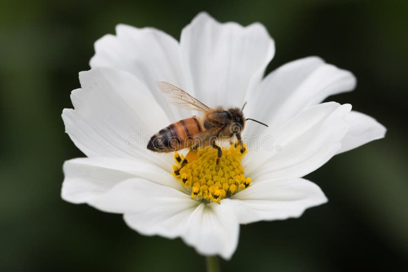 Closeup of a Bee Inside a Whiteflower Stock Image - Image of summer ...