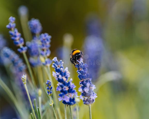 Closeup of a Bee on Lavender Angustifolia Stock Image - Image of ...