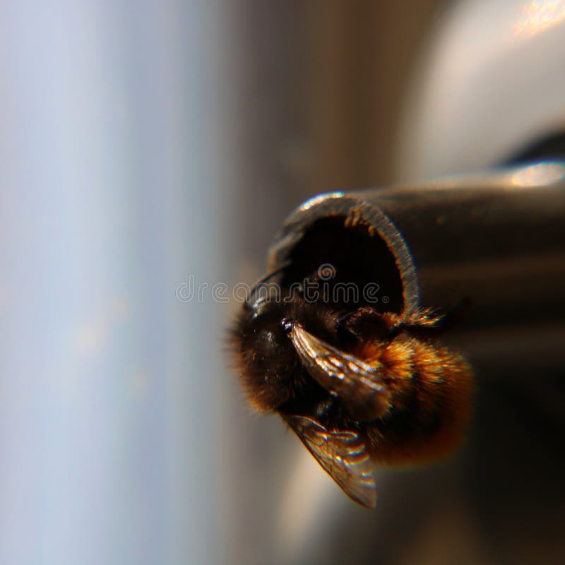 Closeup Bee Nest Building Furry Stock Image - Image of closeup, furry ...
