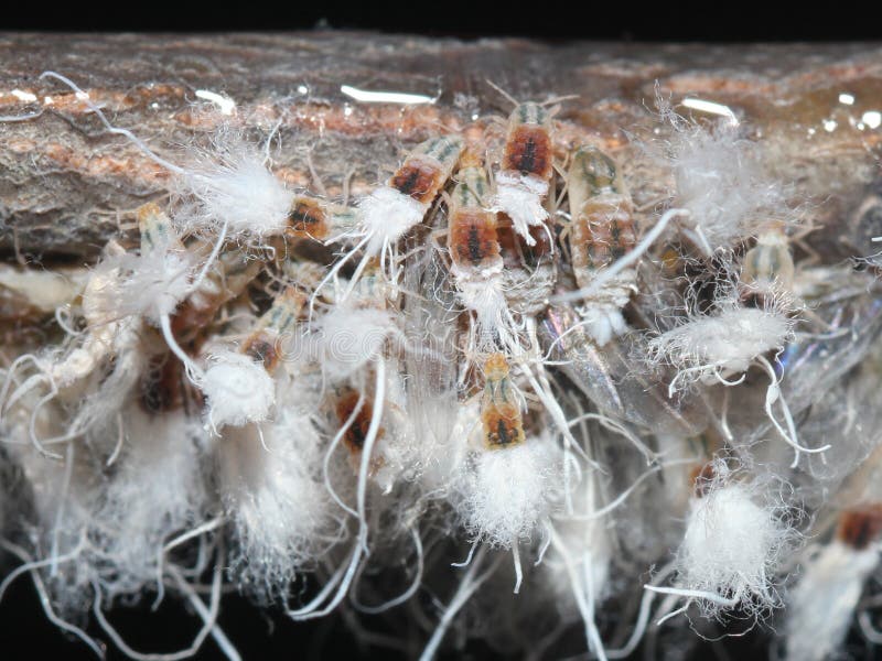 Closeup of Beech Blight Aphids (Grylloprociphilus Imbricator) Stock ...