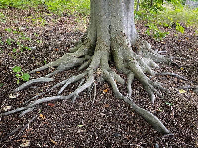 Closeup of Beech Tree Roots on Ground Surface on Forest Floor Late ...