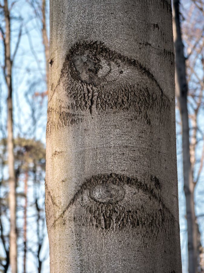 Closeup of Beech Tree Trunk Stock Image - Image of woods, tree: 187394487