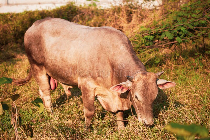 Closeup of Beefmaster Cattle Bull in Thailand Stock Image - Image of ...