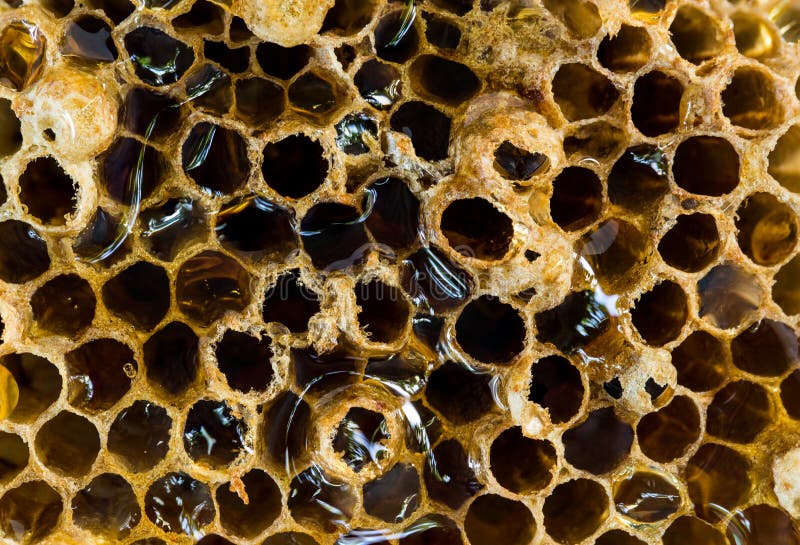 Closeup beehive stock photo. Image of honeybee, honeycomb - 72290964